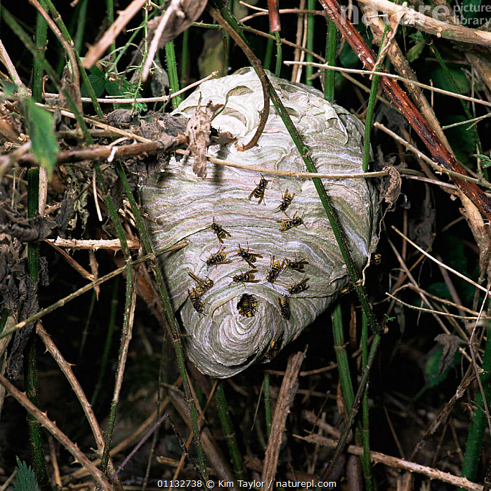 Stock photo of Median / French wasp {Dolichovespula media} nest with ...