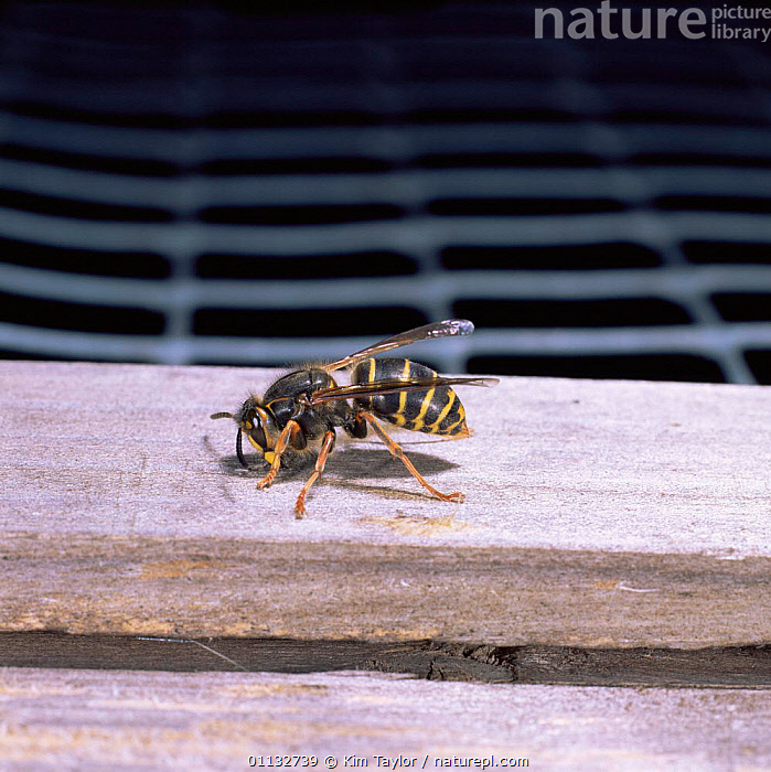Stock photo of Median / French wasp worker collecting wood pulp for ...