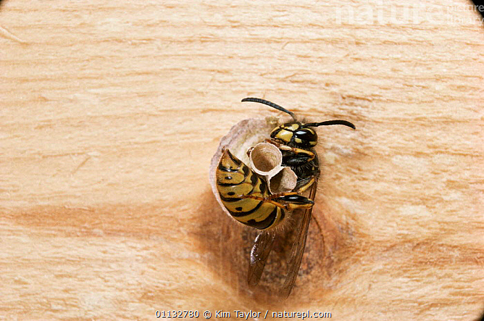 Stock photo of Tree wasp queen {Vespula sylvestris} sleeping in ...