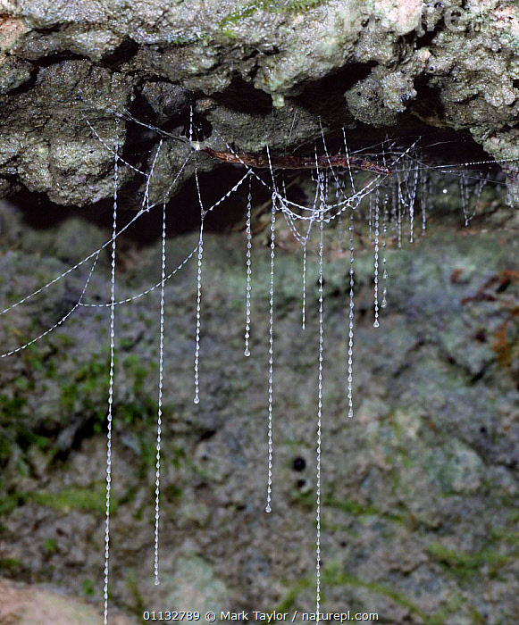Stock photo of New Zealand Glow-worm larva with sticky threads used to ...