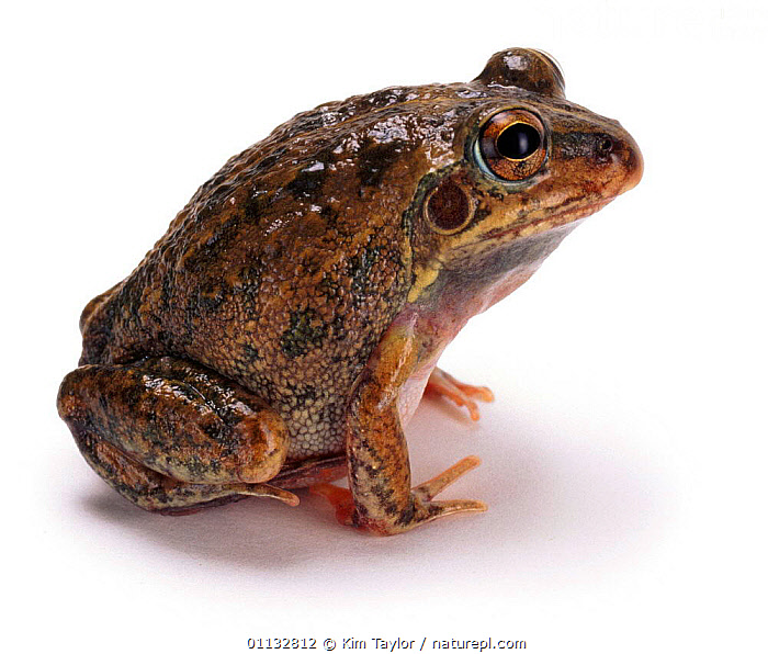 Stock photo of Frog (Cyclorana vagitus) North Australia. Captive ...