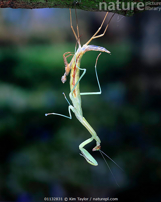 Stock photo of Japanese Praying Mantis (Paratenordera ardifolia ...