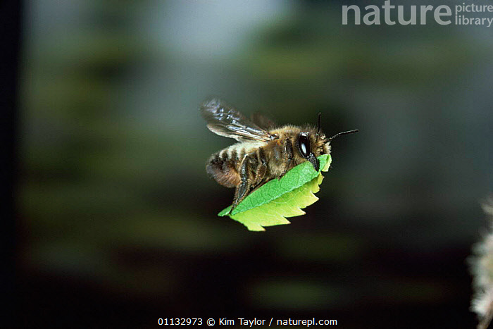 Stock photo of Leaf-cutting bee {Megachile sp) female carrying section ...
