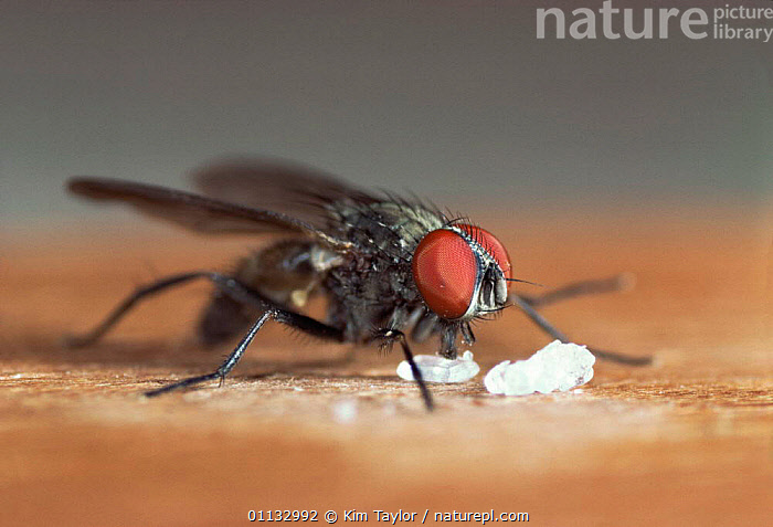 Stock photo of Lesser house fly {Fannia canicularis} feeding on sugar ...