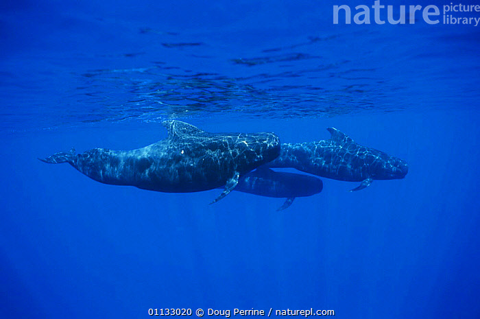 Stock photo of Pod of three Shortfin pilot whale {Globicephala ...