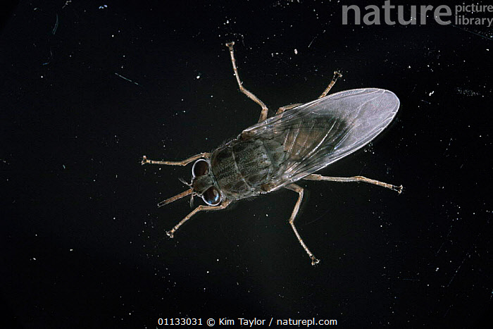 Stock photo of Tsetse fly {Glossina morsitans} captive, from Africa ...