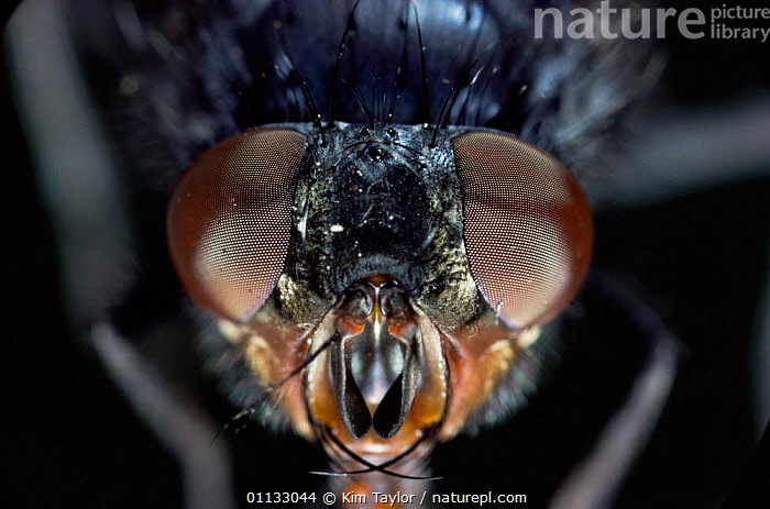 Stock photo of Bluebottle / blowfly portrait {Calliphora sp} UK ...