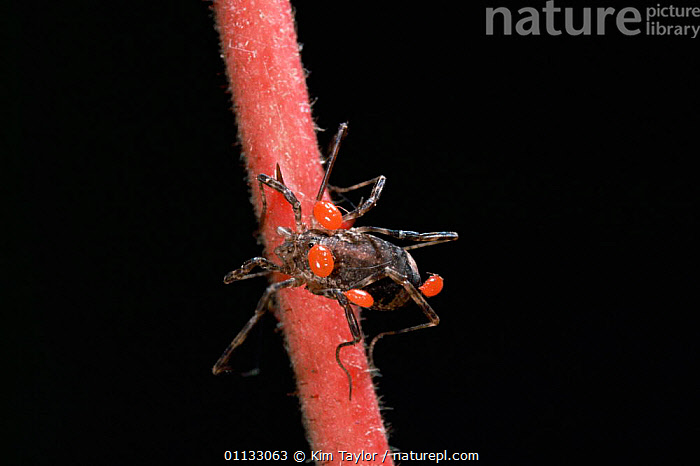 Stock photo of Red spider mites {Acari} on Harvestman {Opiliones} UK ...