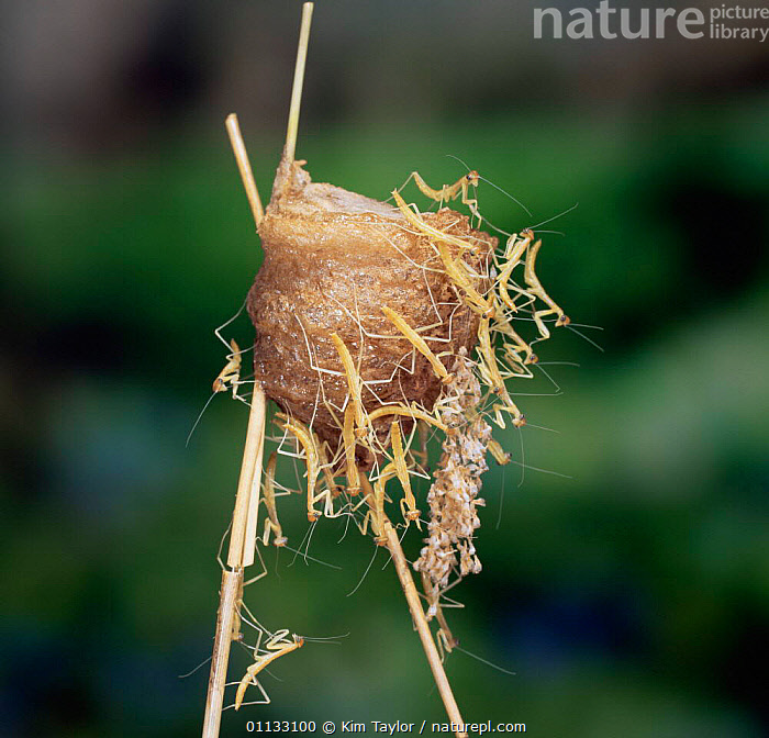 Stock photo of Japanese praying mantis {Paratenodera ardifolia} nymphs ...