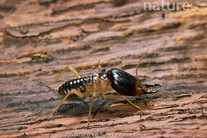 Stock photo of Termite soldier {Isoptera} SE Asia.. Available for sale ...
