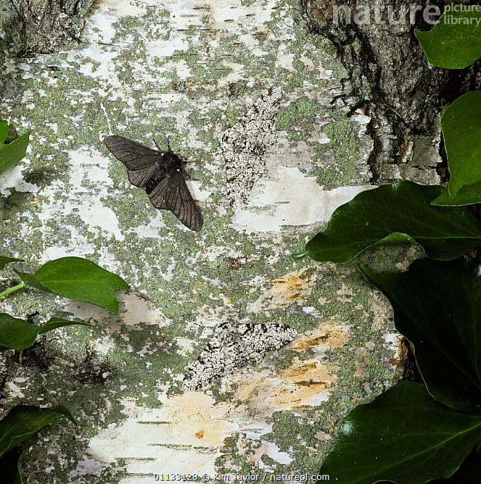 Stock photo of Peppered moth {Biston betularia} normal and melanic ...