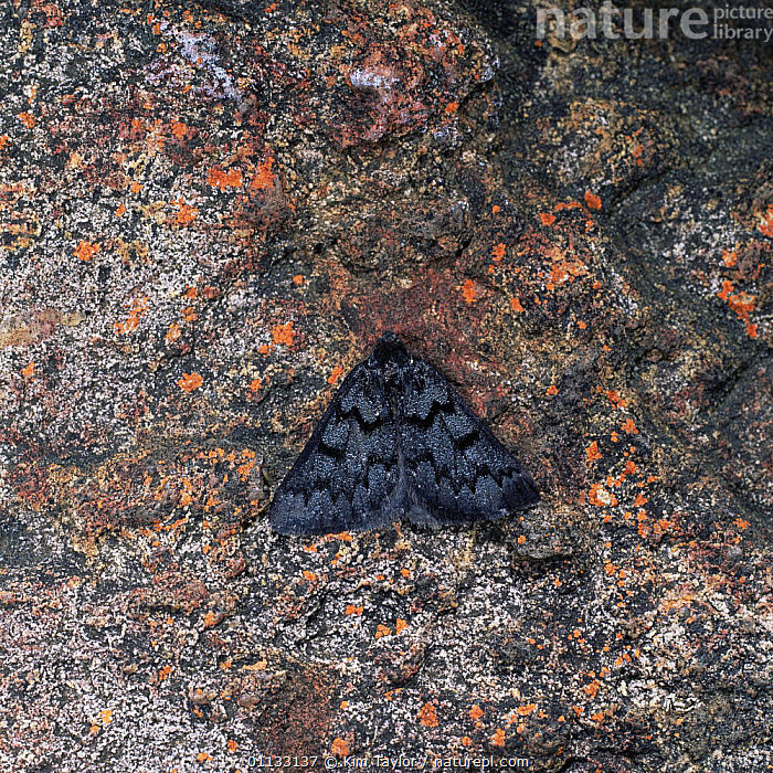 Stock photo of Black moth {Geometridae sp} on rock, Western Australia ...