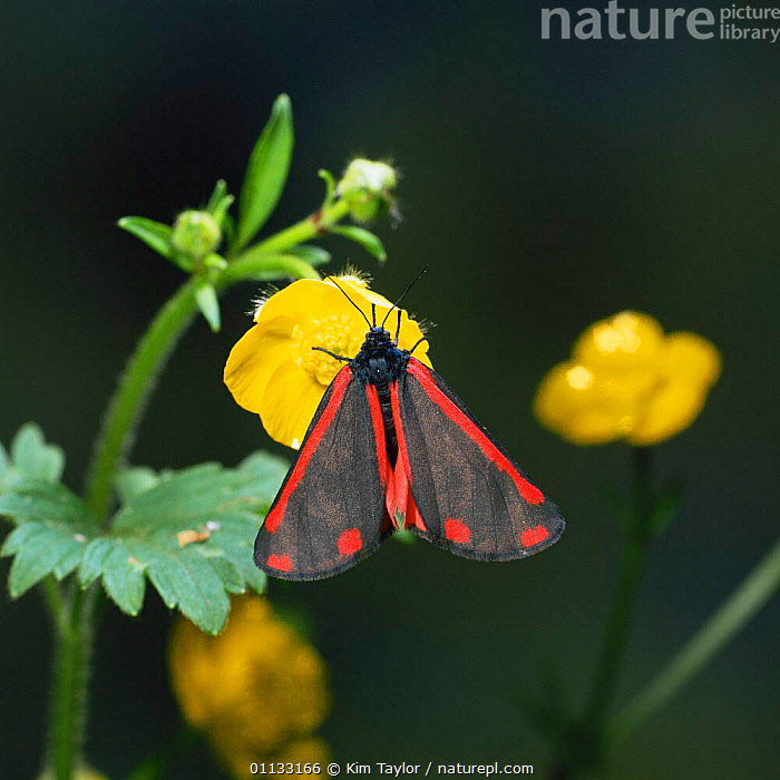 Stock photo of Cinnabar moth {Tyria jacobaeae} on buttercup UK ...