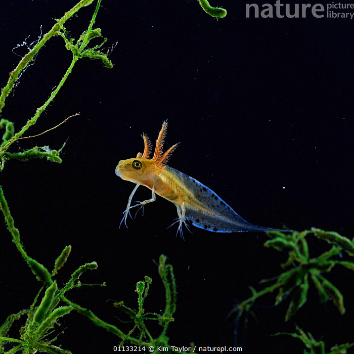 Newt tadpole store