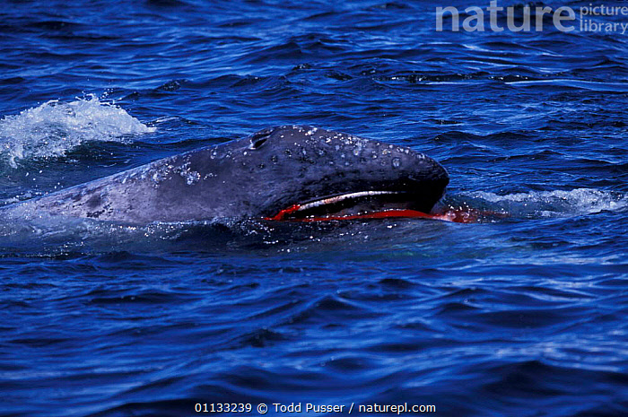 Stock photo of Grey whale calf bleeding from mouth after attack by ...