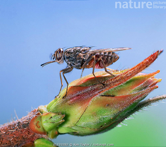 Stock photo of Tsetse fly {Glossina morsitans} resting after feeding ...