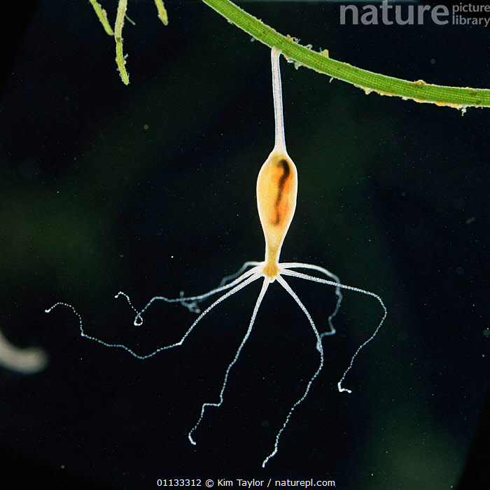 Stock photo of Common hydra {Hydra vulgaris} after swallowing a Daphnia ...