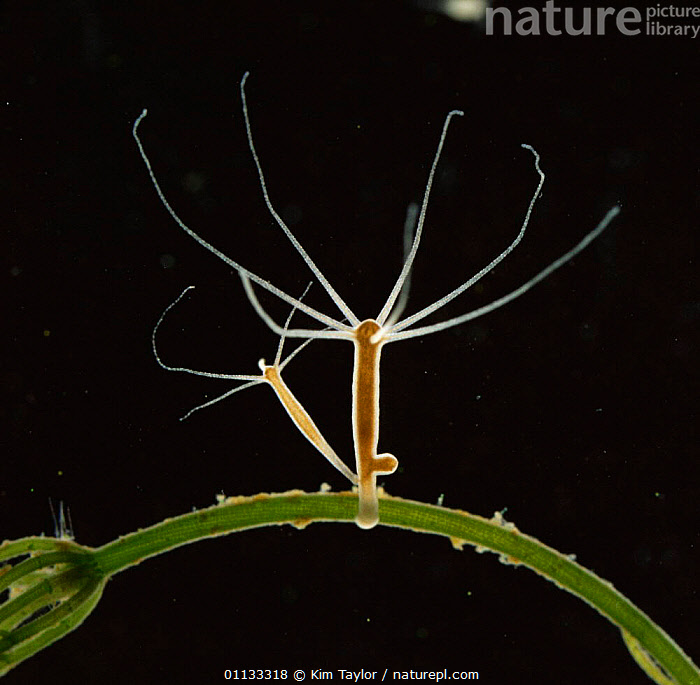 Stock photo of Common hydra {Hydra vulgaris} budding. UK.. Available ...
