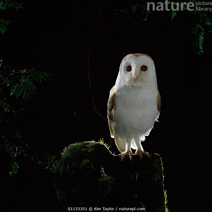 Stock photo of Barn owl {Tyto alba} male perched. Showing red eye ...