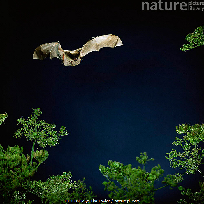 Stock photo of Serotine bat {Vespertilio serotinus} in flight over ...