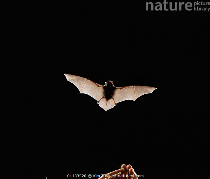 Stock photo of Pipistrelle bat {Pipistrellus pipistrellus} in flight ...