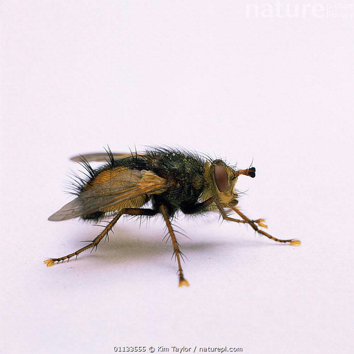 Stock photo of Parasitic fly {Tachina / Larcaevora sp}. Available for ...