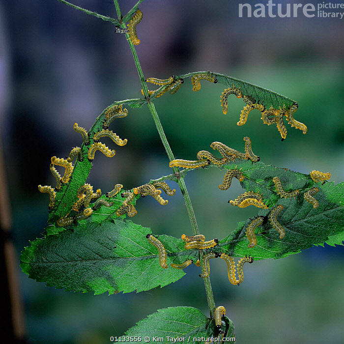 Stock photo of Sawfly larvae {Symphyta} feeding on Rowan leaves, UK ...