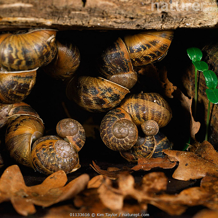 Stock photo of Garden snails clustered for winter hibernation in ...