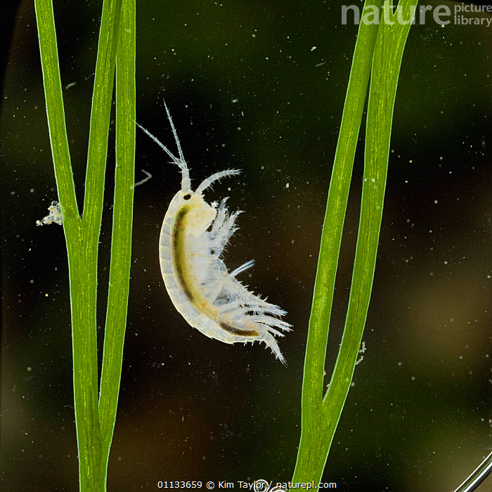 Stock photo of Freshwater Shrimp {Gammarus pulex} UK.. Available for ...