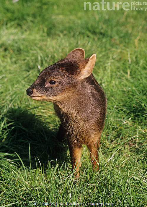 Stock photo of Young Southern pudu deer (Pudu puda) female, captive ...