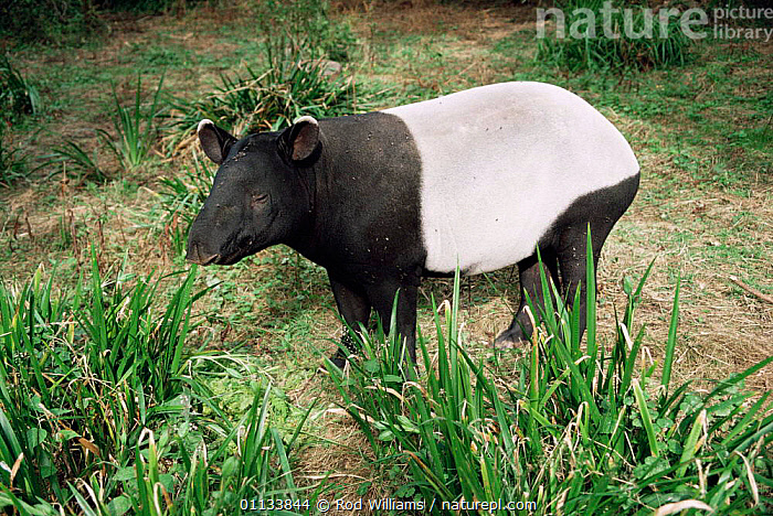 Stock photo of Malayan tapir {Tapirus indicus}, Thailand. Captive ...