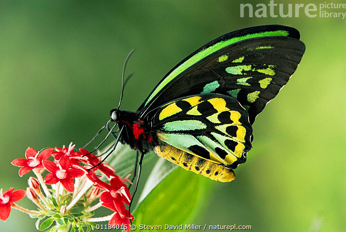 Stock photo of Australian birdwing butterfly {Ornithoptera priamus ...