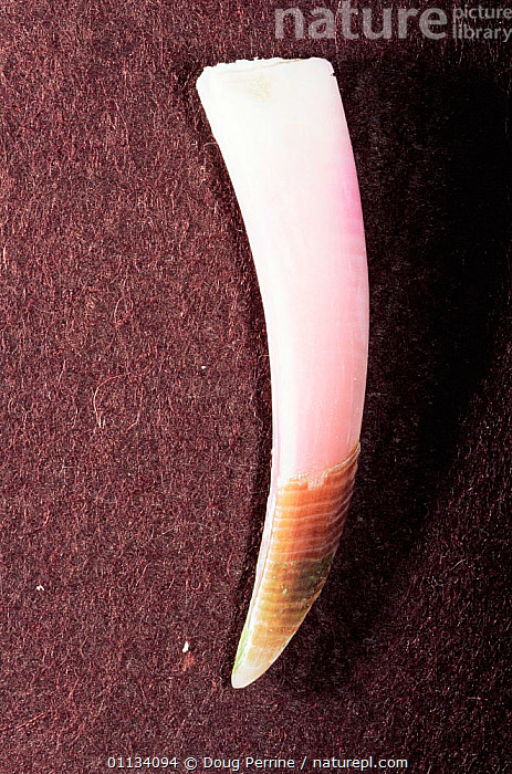 Stock photo of First dorsal spine (horn) of California horn shark ...