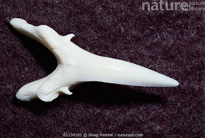 Stock photo of Tooth in lower jaw of Sand tiger shark {Carcharias ...