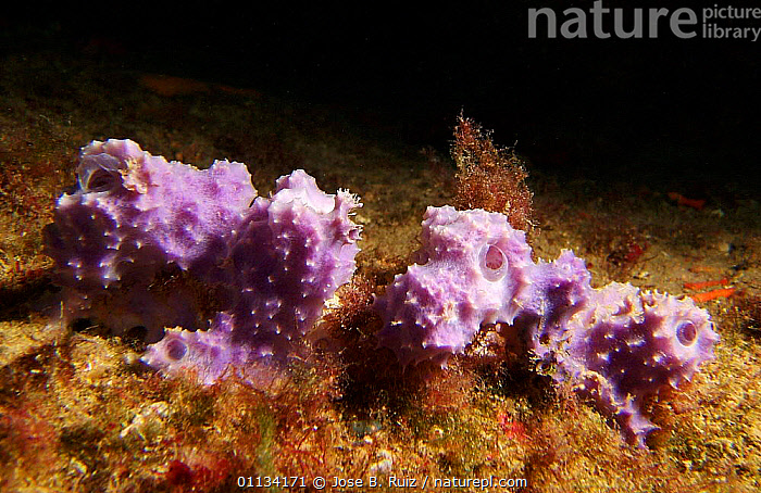 Stock photo of Marine sponge {Dysidea fragilis} Mediterranean. Spain ...