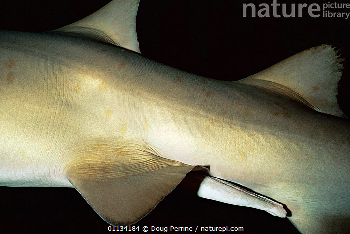 Stock photo of Male Sand tiger shark showing claspers and lateral line ...