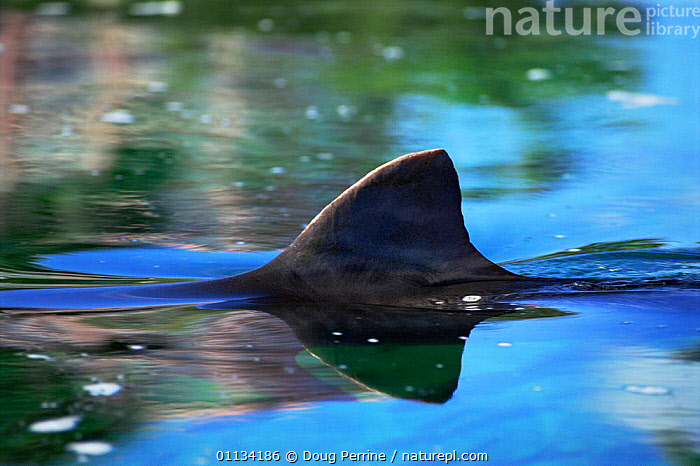 Stock photo of Dorsal fin of Tiger shark at water surface {Galeocerdo ...