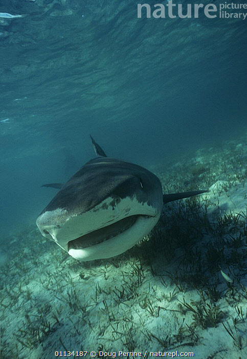 Stock photo of Tiger shark {Galeocerdo cuvieri} Bahamas. Available for ...