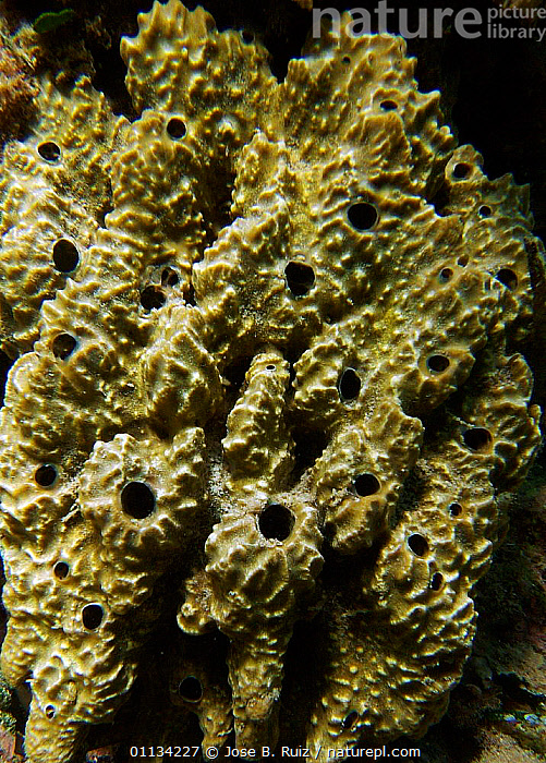 Stock photo of Sponge {Ircinia fasciculata} Mediterranean. Spain ...
