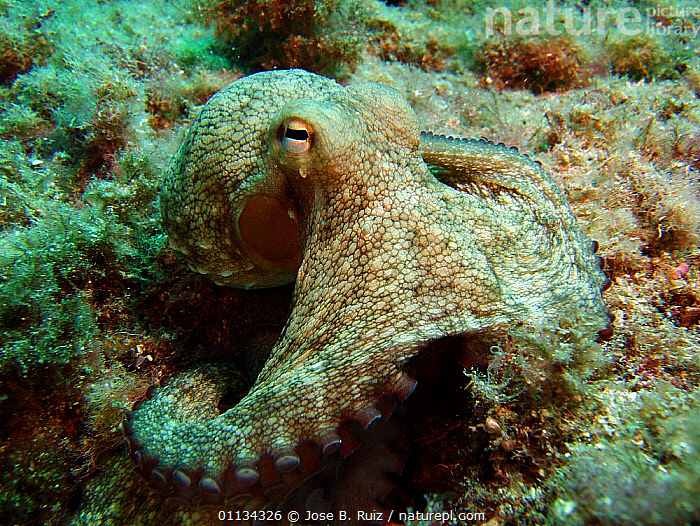 Stock photo of Common octopus {Octopus vulgaris} Mediterranean ...