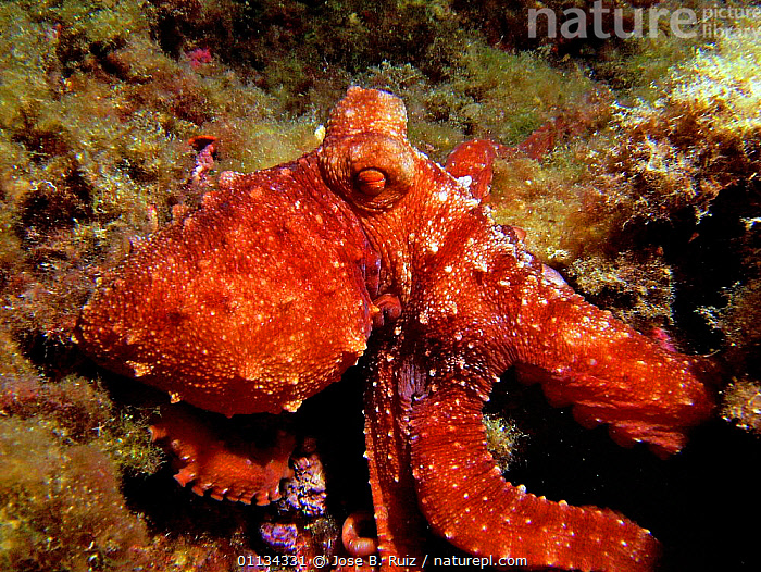 Stock photo of White-spotted octopus {Octopus macropus} Mediterranean ...