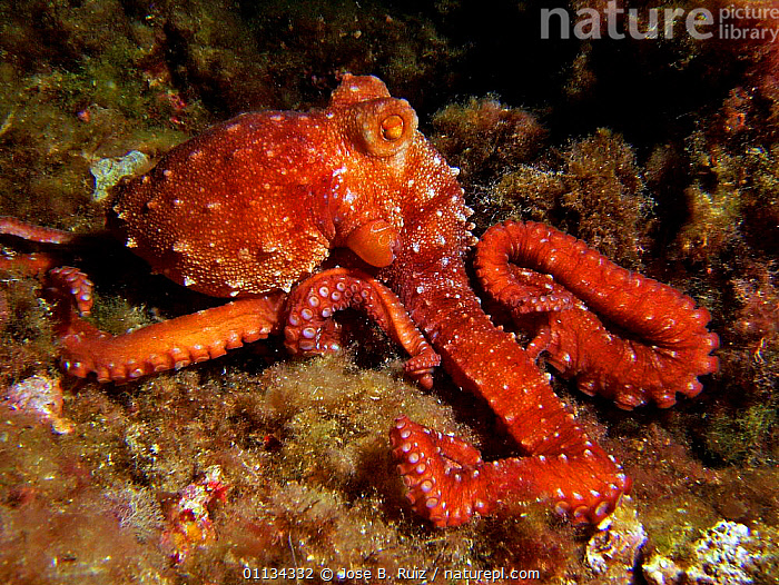 Stock photo of White-spotted octopus {Octopus macropus} Mediterranean ...