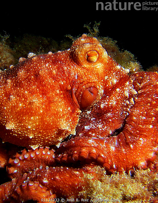 Stock photo of White-spotted octopus {Octopus macropus} portrait ...