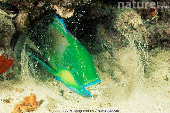 Stock photo of Bleeker's parrotfish male asleep in mucous cocoon at ...
