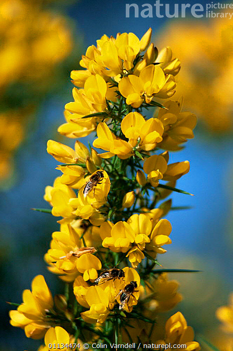 Stock photo of Common gorse {Ulex europaeus} portrait. UK.. Available ...