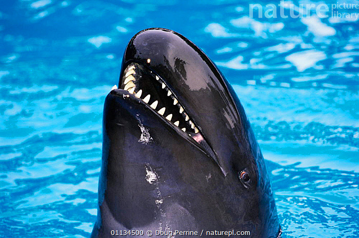 Stock photo of False killer whale {Pseudorca crassidens} portrait ...