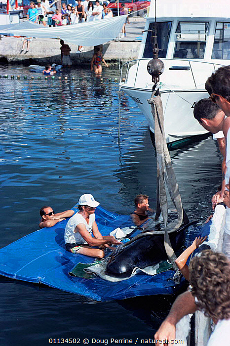 Stock photo of Rescue of stranded Shortfin pilot whale {Globicephala ...