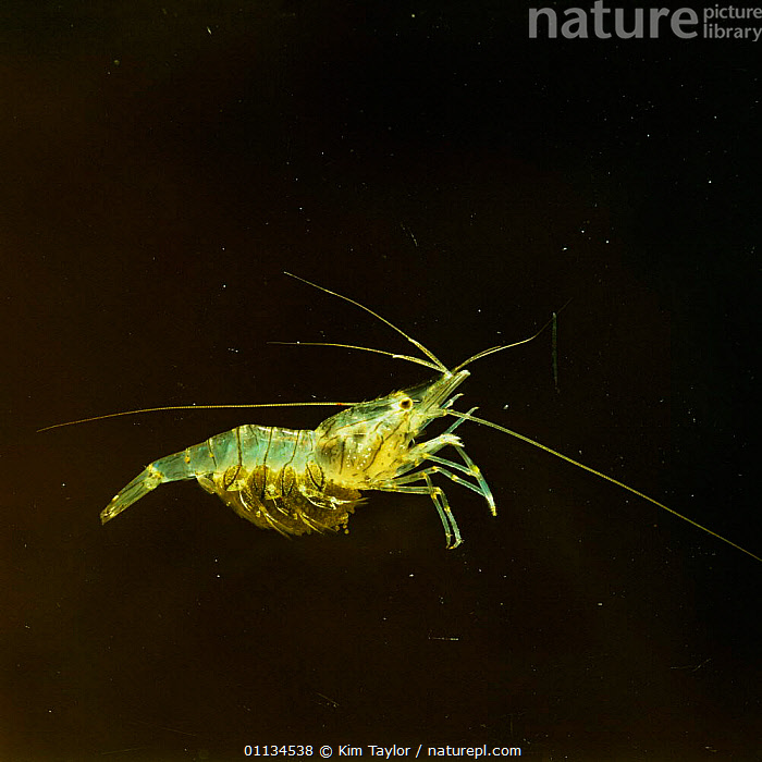 Stock photo of Common prawn female with eggs {Palaemon / Leander ...
