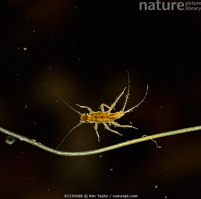 Stock photo of Stone fly larva {Plecoptera}. Available for sale on www ...