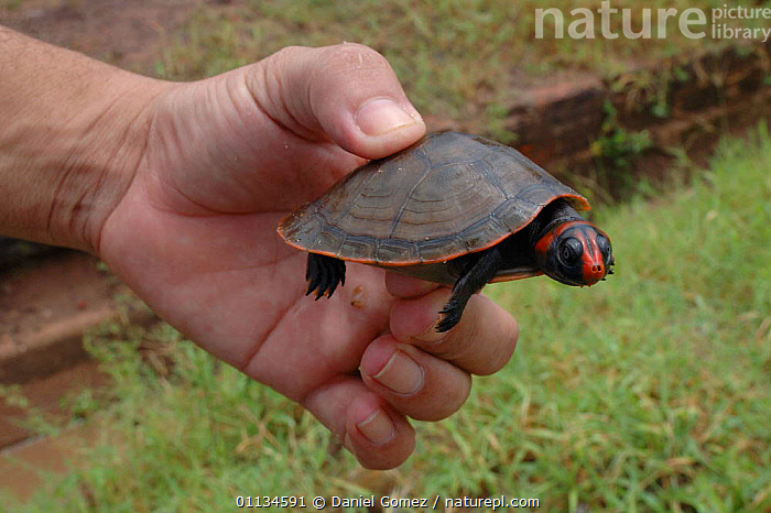 Stock photo of Human hand holding unknown species of South American ...